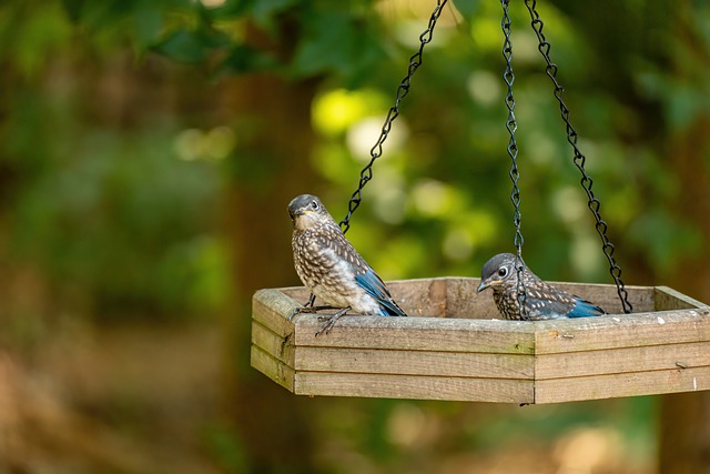 Fledgling Bluebirds Juvenile - Free photo on Pixabay