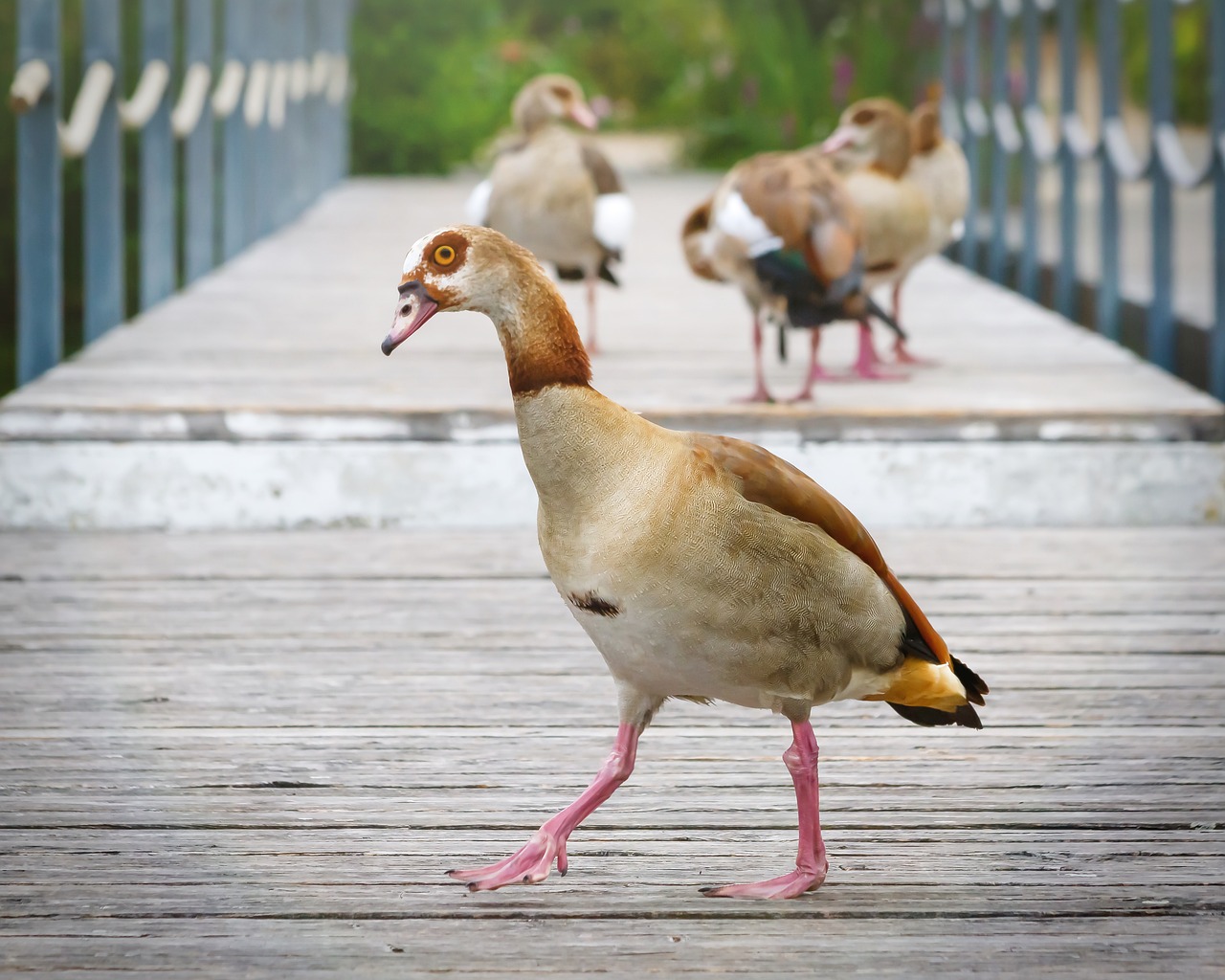 Duck Gossip Hierarchy - Free photo on Pixabay