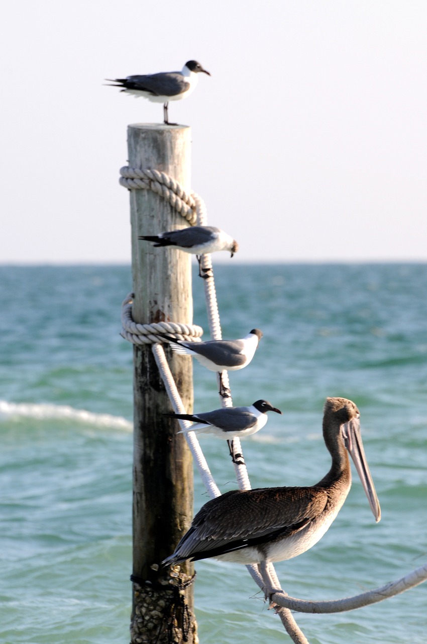 Seagulls Feather Bird - Free photo on Pixabay