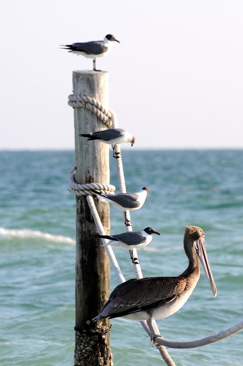 Seagulls Feather Bird - Free photo on Pixabay
