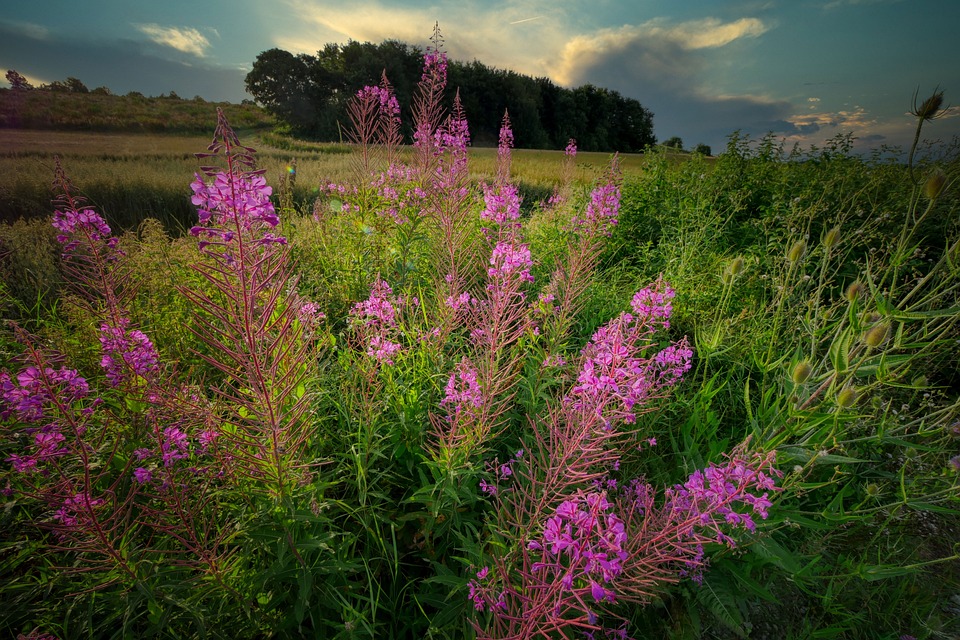Wild Flower Nature Plant - Free photo on Pixabay