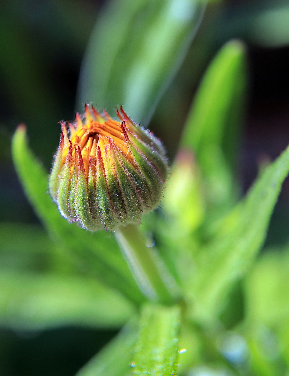 Más de 1 000 imágenes gratis de Calendula y Naturaleza - Pixabay