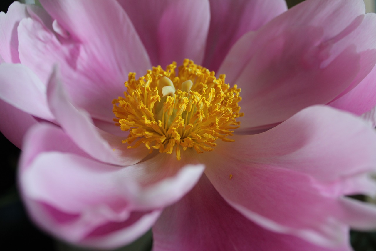 Page 2 - 70,000+ Free Pink Peonies & Peony Photos - Pixabay