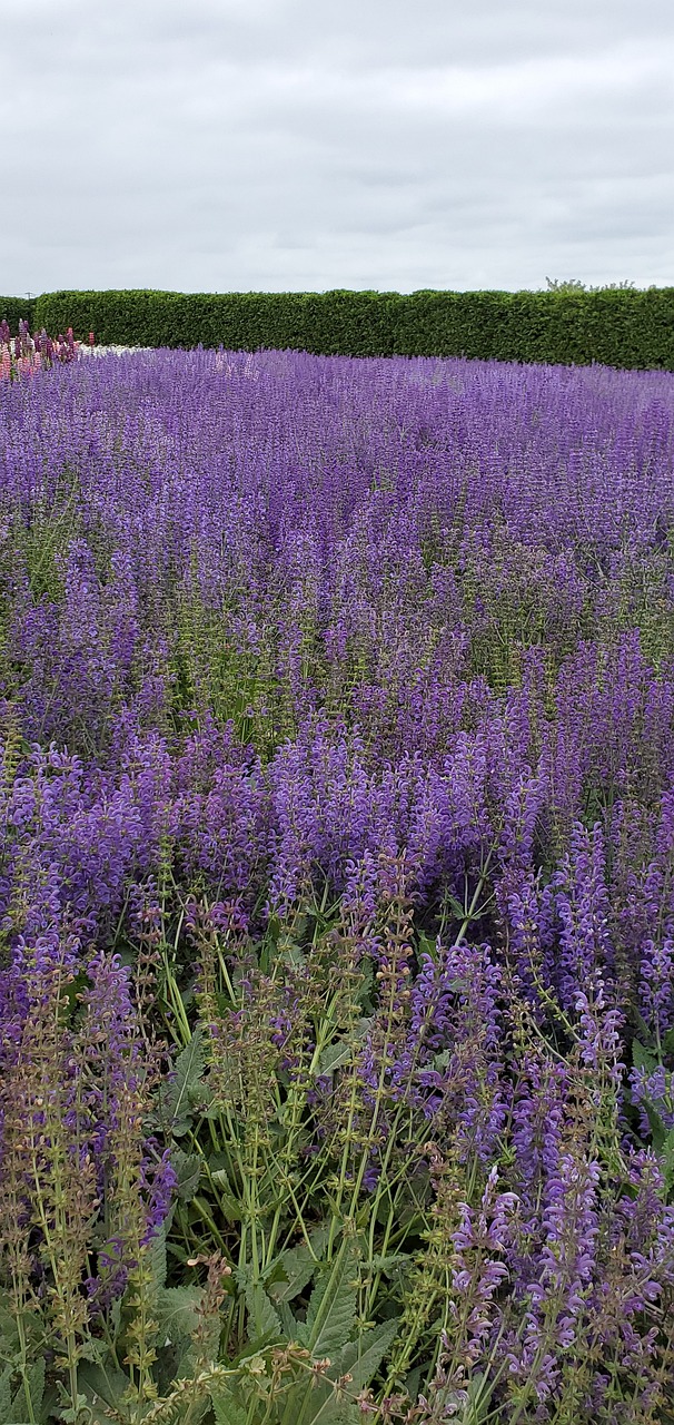 Lavanda Farm Flori - Fotografie gratuită pe Pixabay - Pixabay