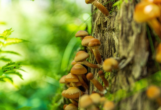 Cogumelo Natureza Verde - Foto gratuita no Pixabay - Pixabay