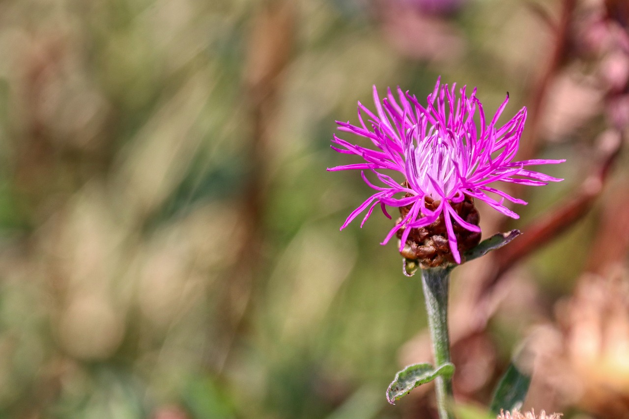 Mekar Bloom Bunga Padang - Foto gratis di Pixabay - Pixabay