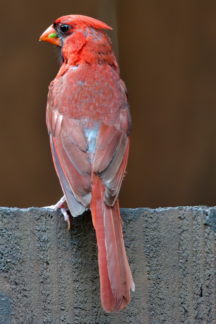 30,000+ Free Red Cardinal & Cardinal Images - Pixabay