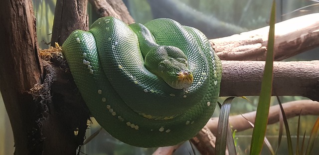 Python Green Snake - Free photo on Pixabay