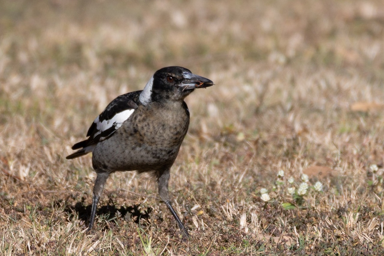 Bird Beak Feather - Free photo on Pixabay - Pixabay