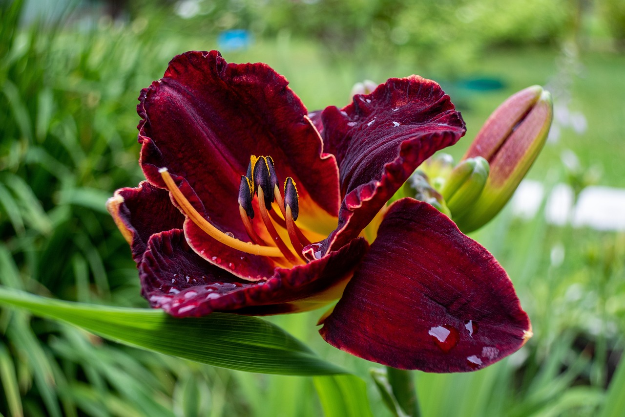 200+ Free Burgundy Flower & Burgundy Images - Pixabay