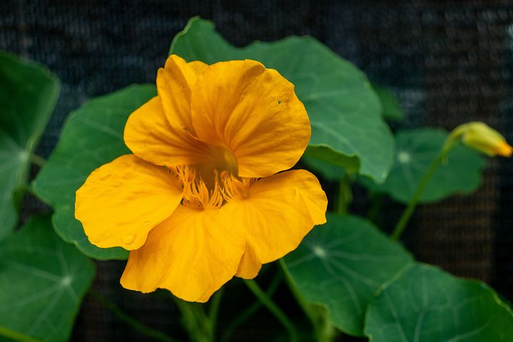 Plus de 300 images de Capucine et de Fleur - Pixabay