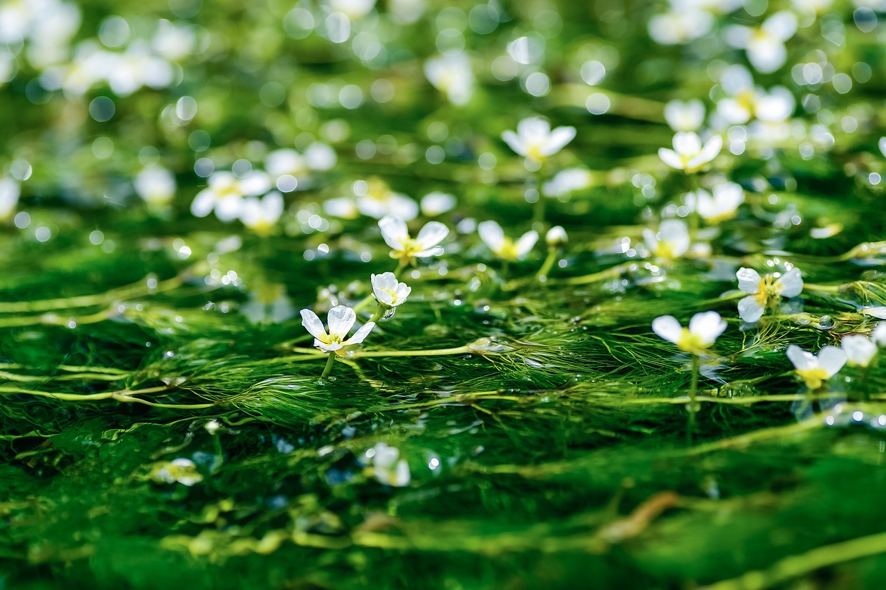 Flowers Waterside River - Free photo on Pixabay - Pixabay