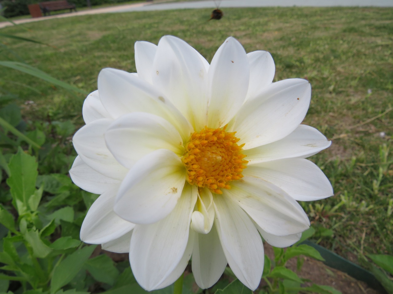 Flower Beautiful Love White - Free photo on Pixabay - Pixabay