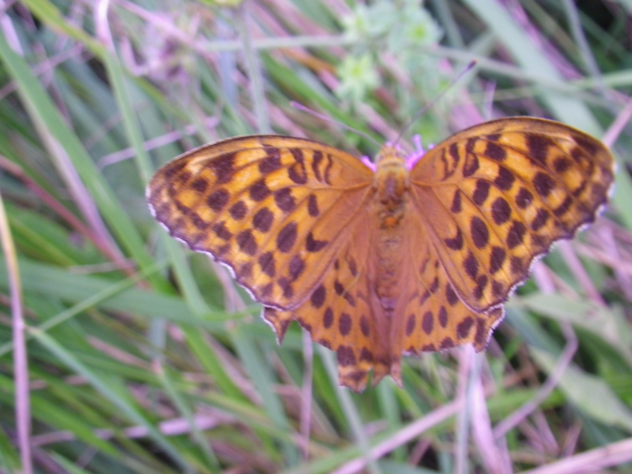 Butterfly Fritillary Wildlife - Free photo on Pixabay - Pixabay