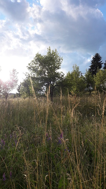 Natur Wiese Grass - Kostenloses Foto auf Pixabay - Pixabay