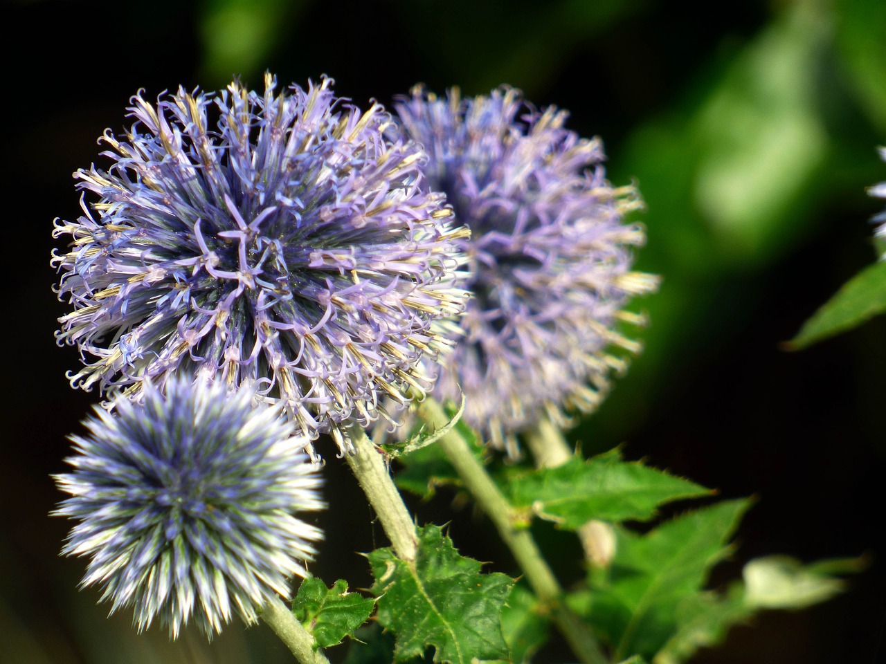 Flores Cardos Natureza - Foto gratuita no Pixabay - Pixabay