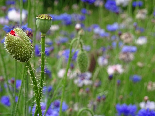 Fleurs Plantes Prairie - Photo gratuite sur Pixabay - Pixabay