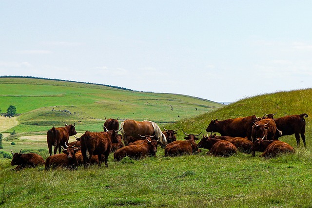 Cheval Vaches Troupeau - Photo gratuite sur Pixabay - Pixabay