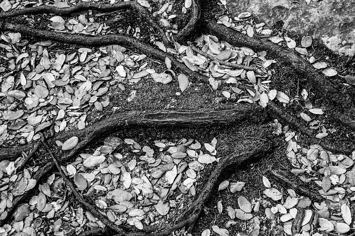 超过 50 张关于“Root Soil”和“土壤”的免费图片 - Pixabay
