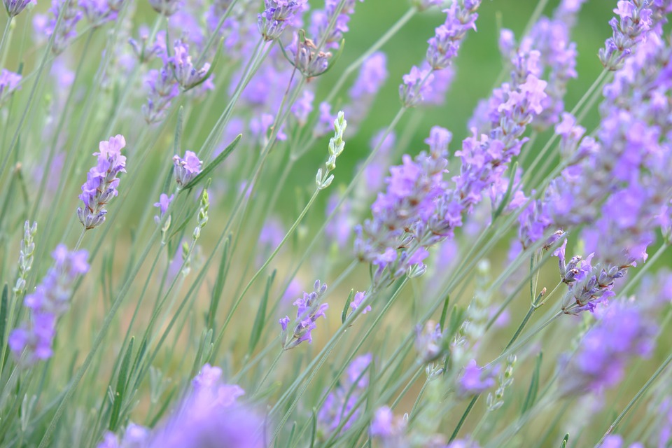Lavender Bunga-Bunga Padang Rumput - Foto gratis di Pixabay - Pixabay