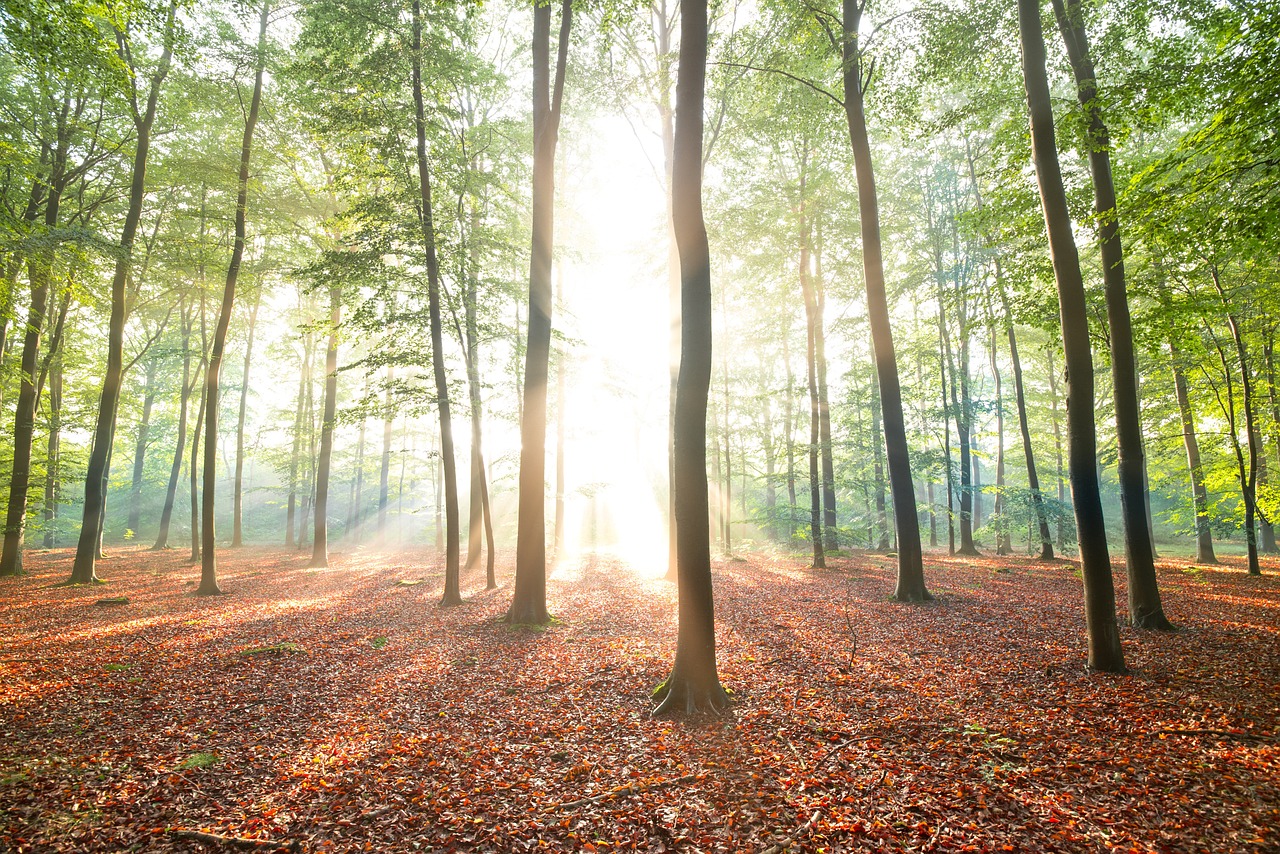 Forest Trees Branches - Free photo on Pixabay - Pixabay
