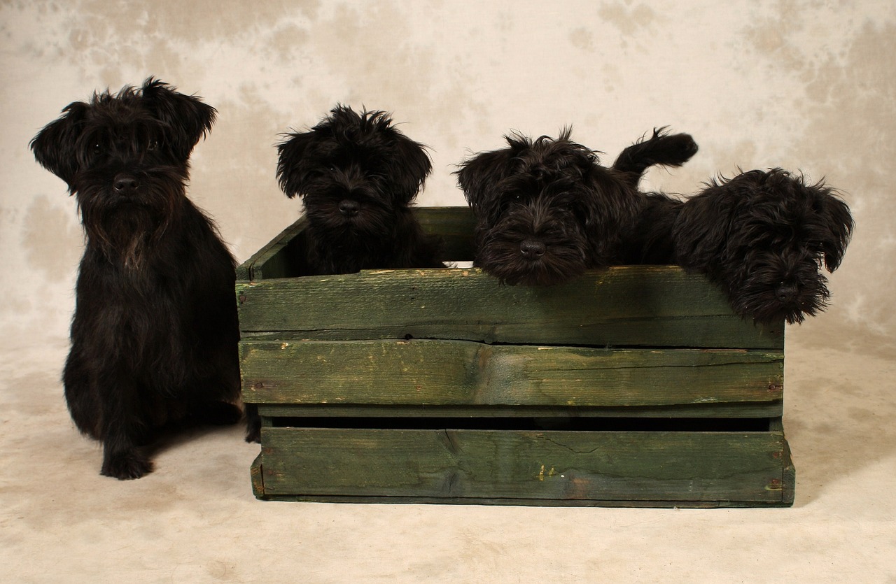 4 多张免费的“Dog Crate”和“小狗”照片 - Pixabay