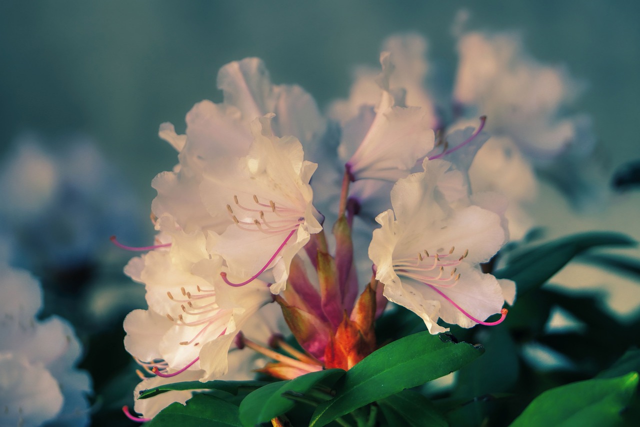 Flowers Stems Petals - Free photo on Pixabay