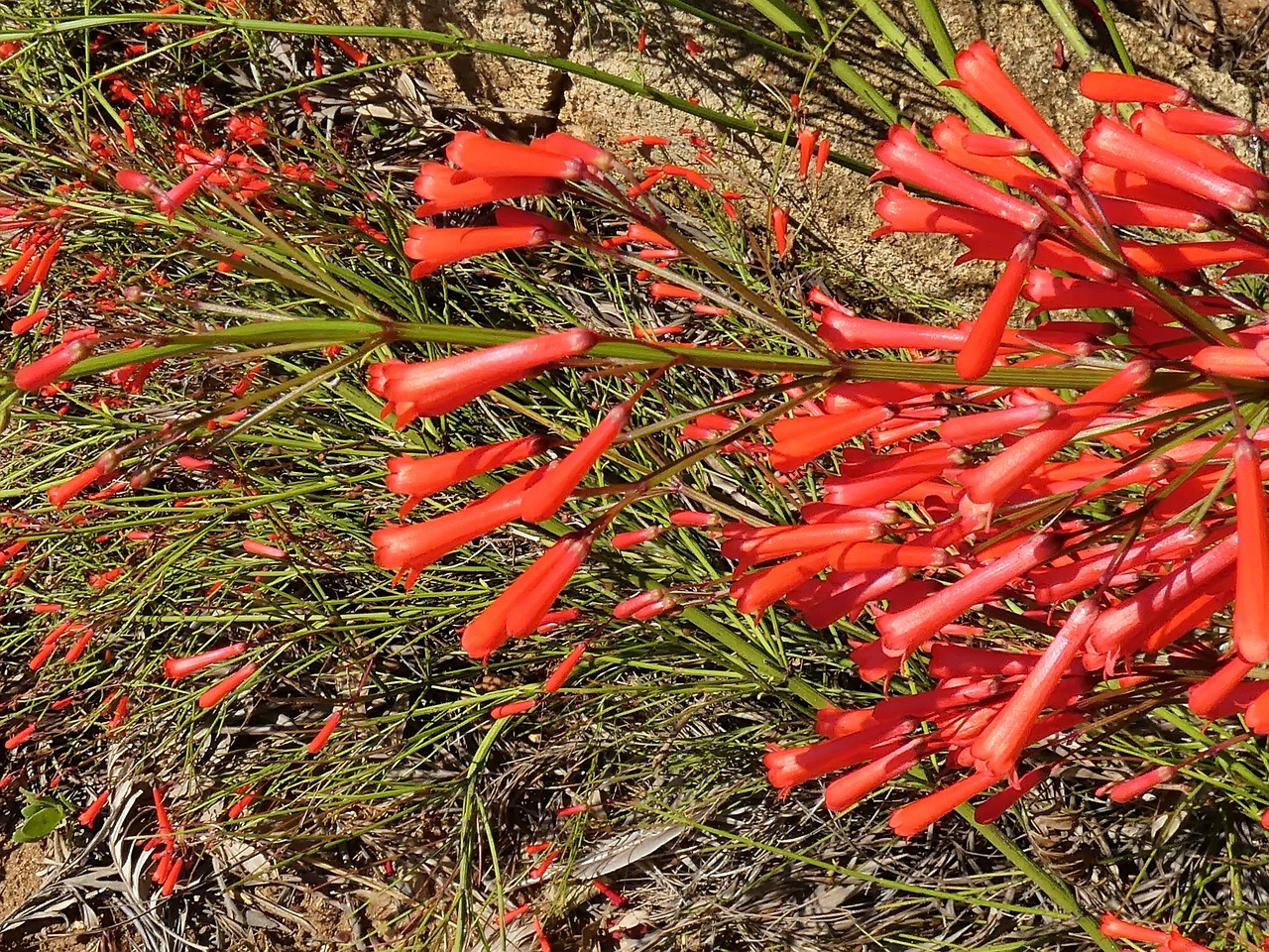 花 红色 Russelia - Pixabay上的免费照片