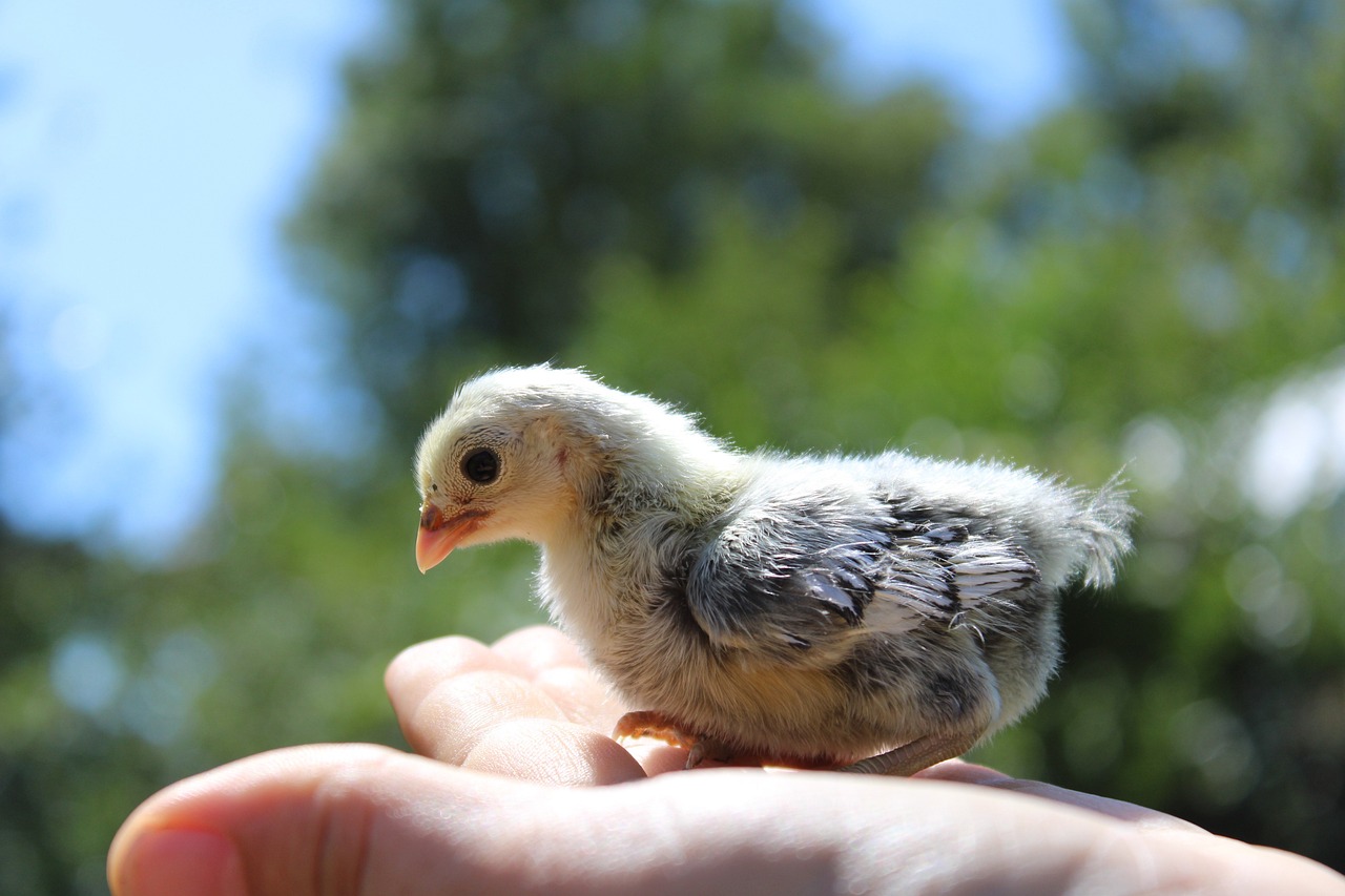 200+ Free Chicken Baby & Chicken Images - Pixabay