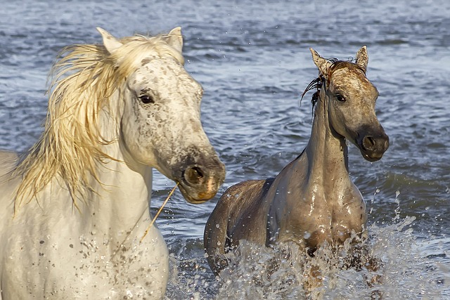 Chevaux Nature Animaux - Photo gratuite sur Pixabay - Pixabay