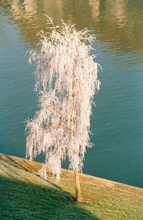 Tree Snow River - Free photo on Pixabay - Pixabay