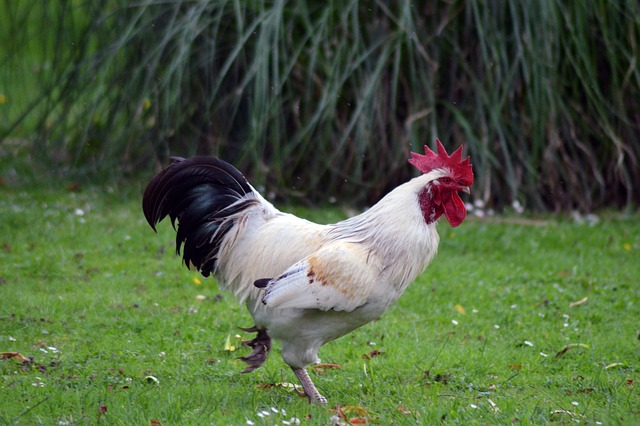 Rooster Cock Male - Free photo on Pixabay - Pixabay