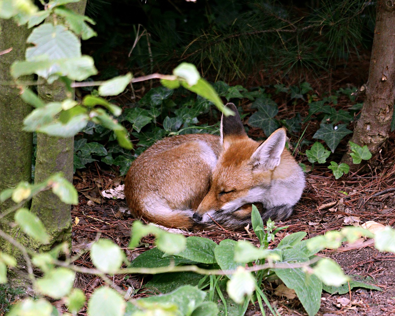 Renard Lionceau Des Arbres - Photo gratuite sur Pixabay - Pixabay