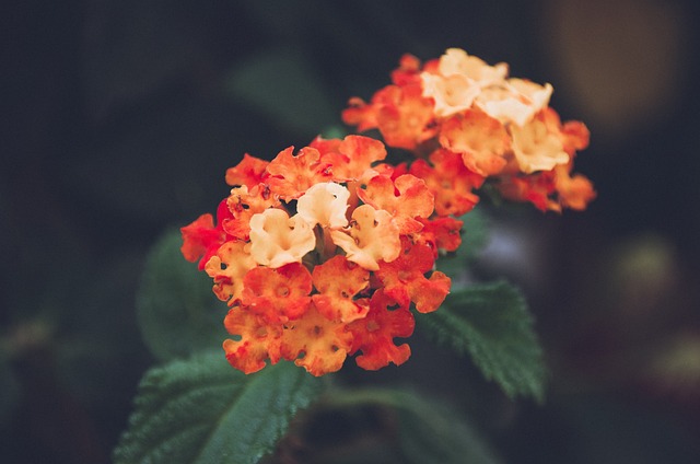 Blommor Orange Vit - Gratis foto på Pixabay - Pixabay