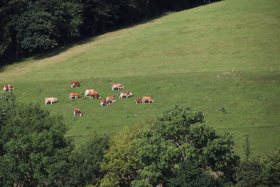 Cow Animal Farm - Free photo on Pixabay - Pixabay