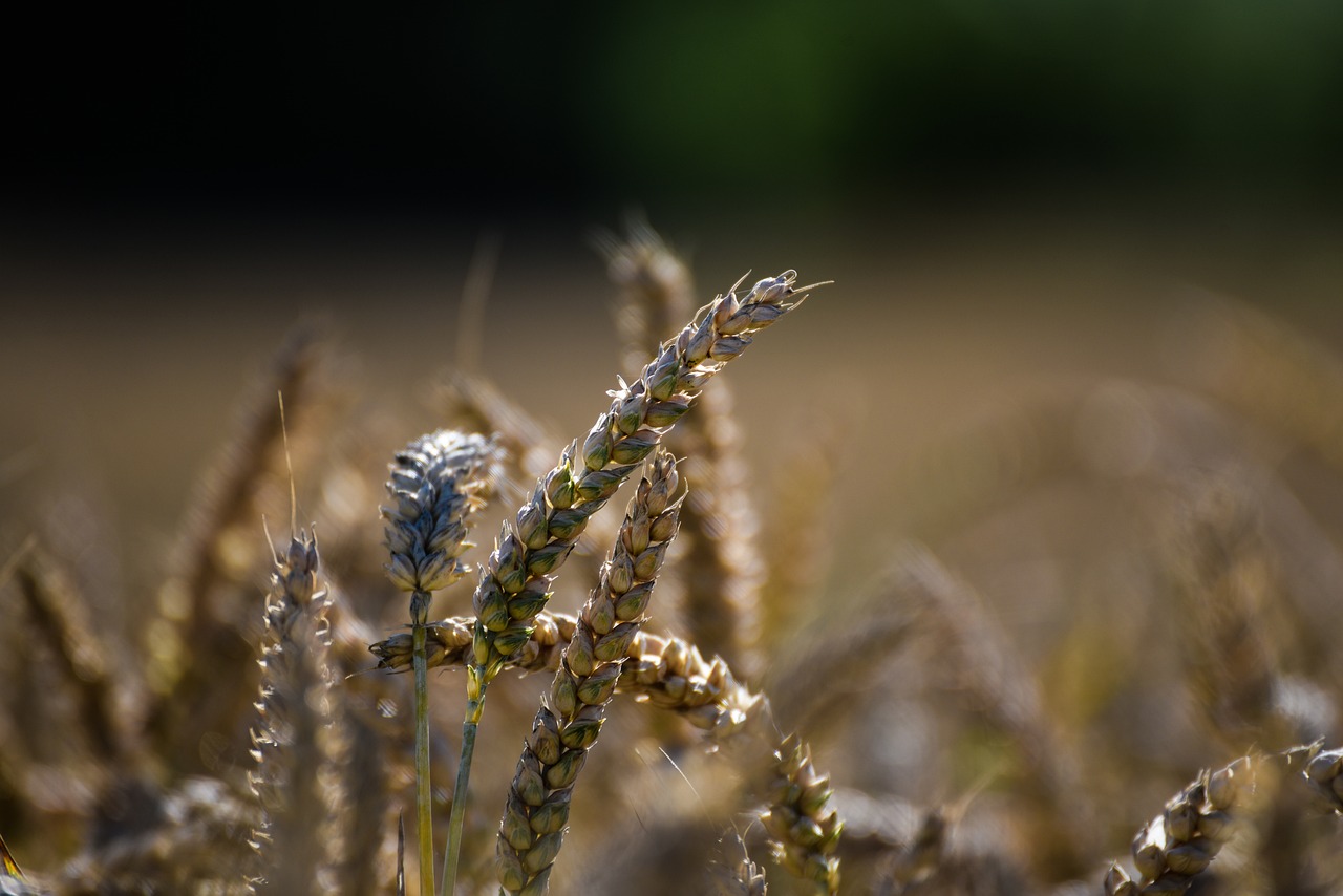 Trigo Campo Agricultura - Foto gratis en Pixabay - Pixabay Trigo Campo Agricultura - Foto gratis en Pixabay - Pixabay
