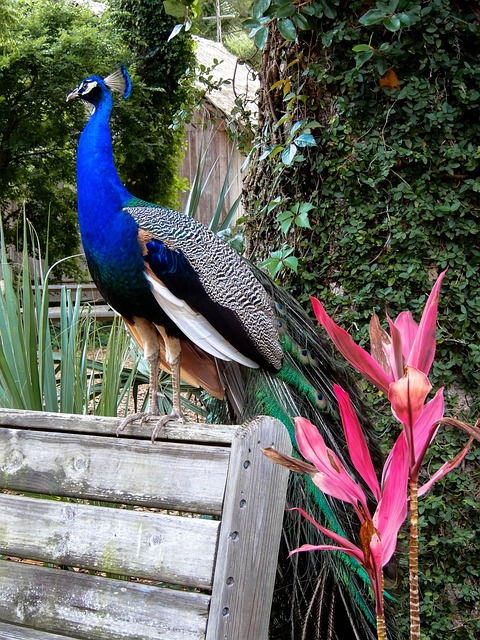 Peacock Florida Bird - Free photo on Pixabay - Pixabay