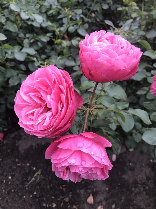 Rose Blume Flora - Kostenloses Foto auf Pixabay - Pixabay