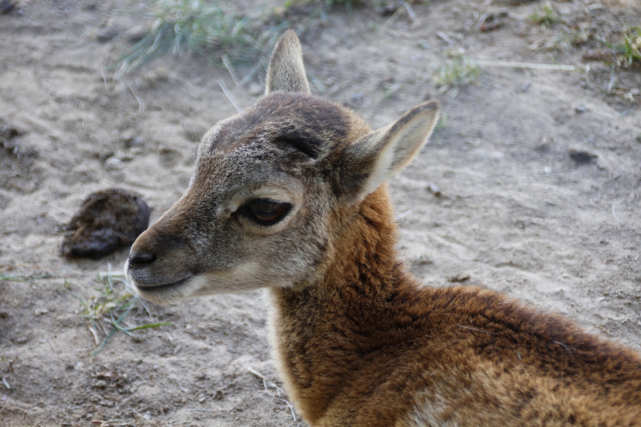 100+ Free Baby Deer & Deer Images - Pixabay