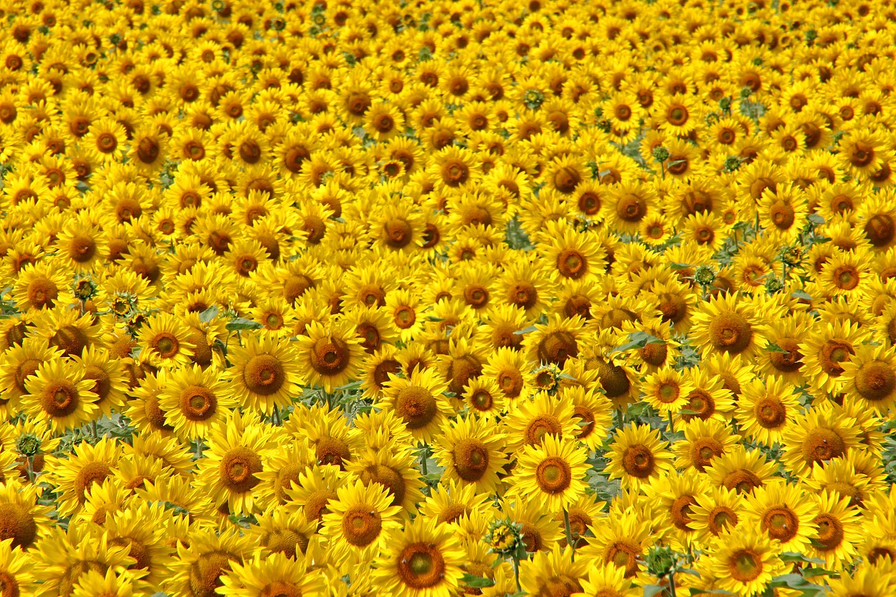 Bidang Gambar Wallpaper Bunga Bunga Matahari Bidang Foto Gratis Di