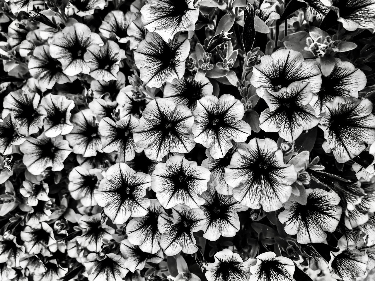 Flowers Petals Plants - Free photo on Pixabay - Pixabay