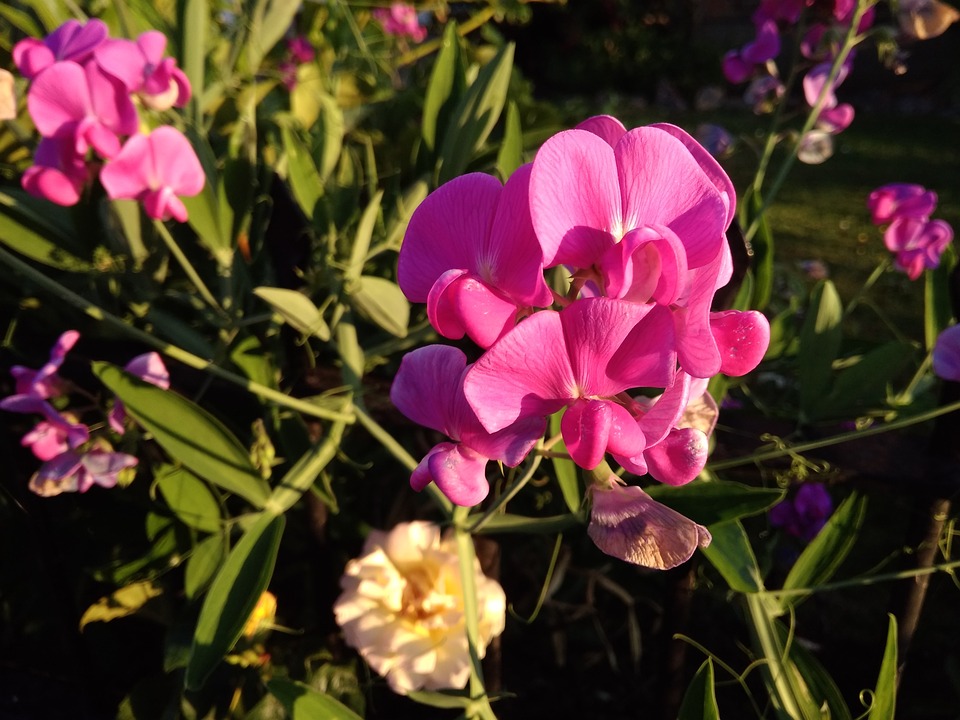 Lathyrus Sylvestris Flower Petals - Free photo on Pixabay