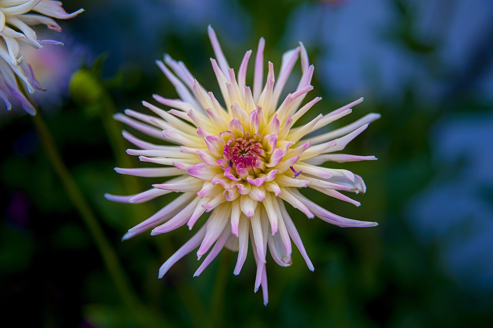 Flower Plants Petals - Free photo on Pixabay - Pixabay