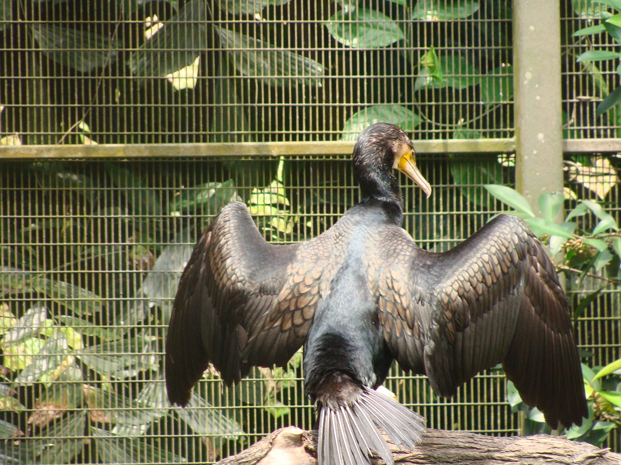 Alas Pájaro - Foto gratis en Pixabay - Pixabay