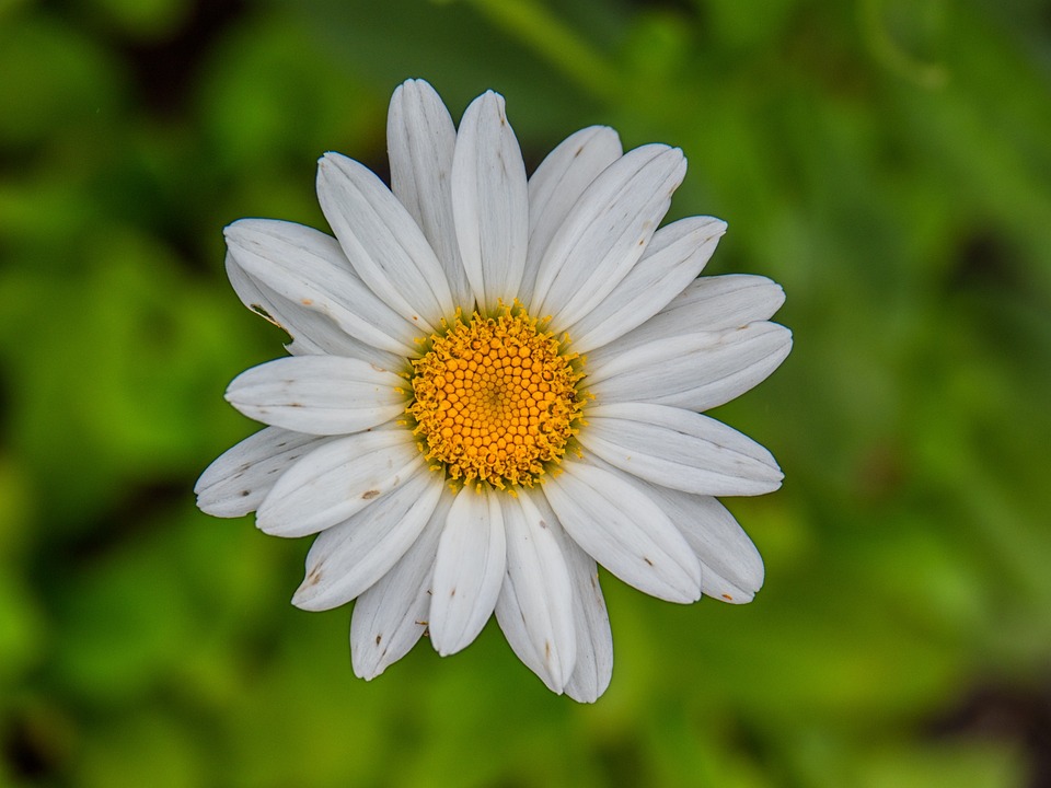 Flor Margarida Planta - Foto gratuita no Pixabay - Pixabay