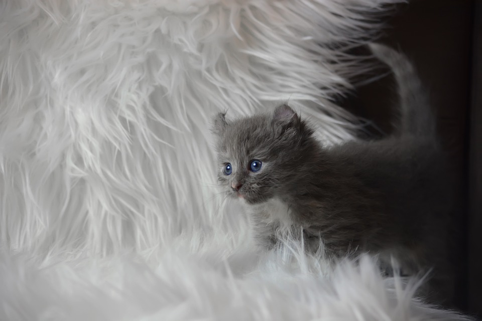 Cat Feline Fur Free Photo On Pixabay Pixabay 5844