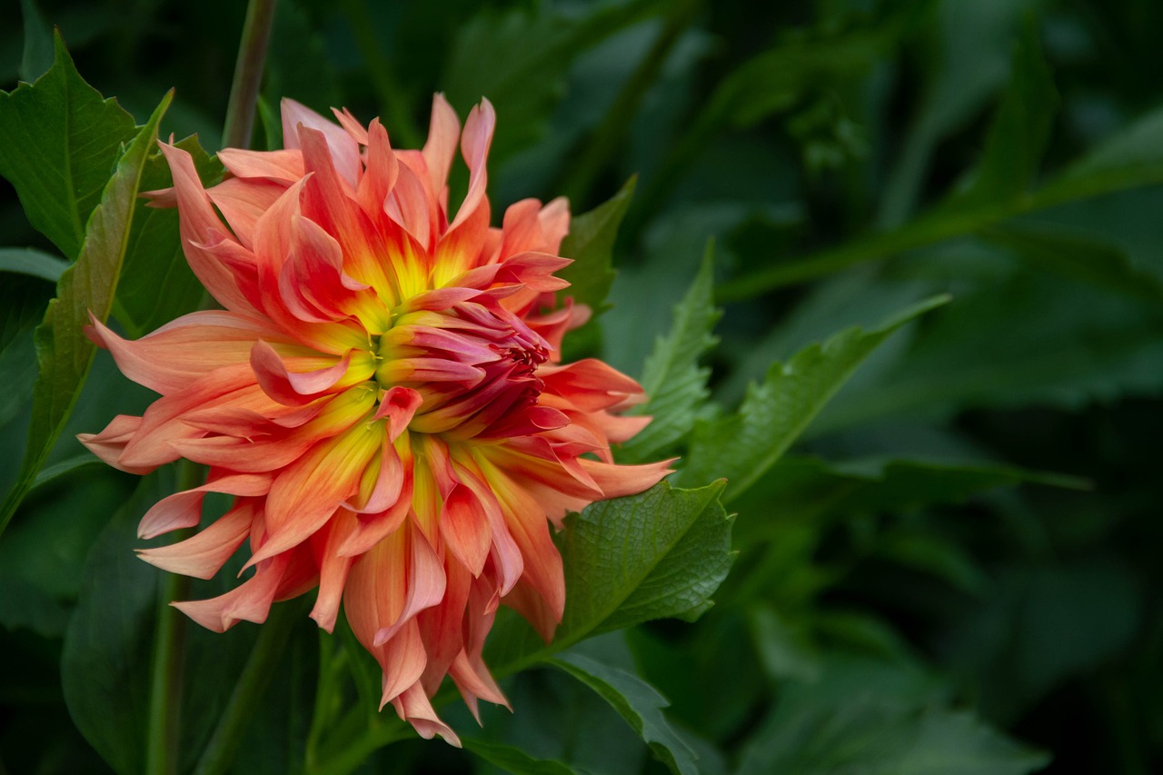 Bunga Kelopak Daun-Daun - Foto gratis di Pixabay - Pixabay
