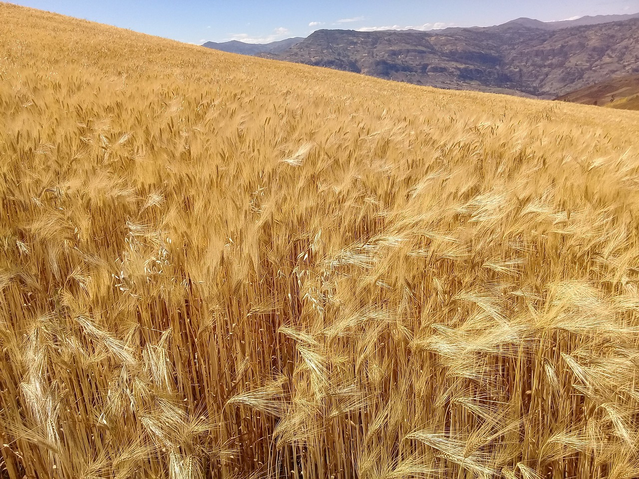 Harvest Nature - Free photo on Pixabay - Pixabay