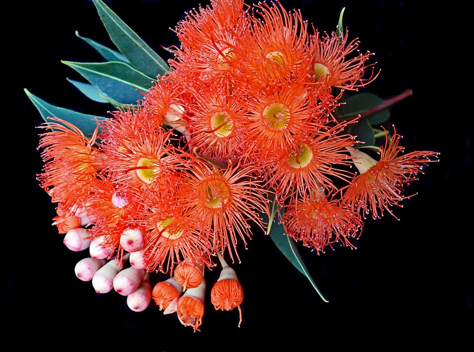 Flowers Tree Gum - Free photo on Pixabay