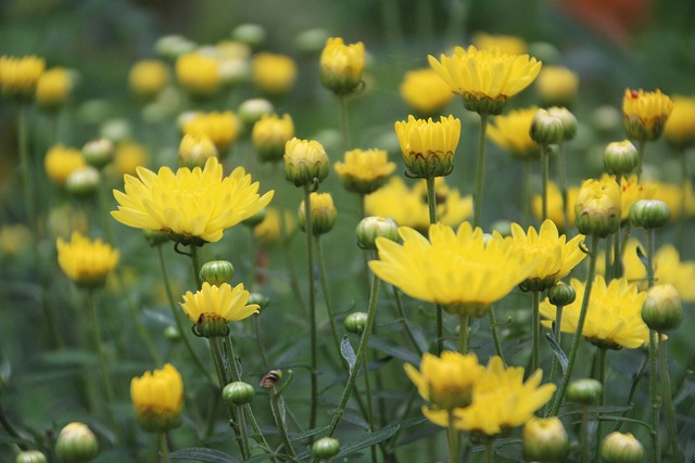 Chrysanthemum Flowers Blossom - Free photo on Pixabay